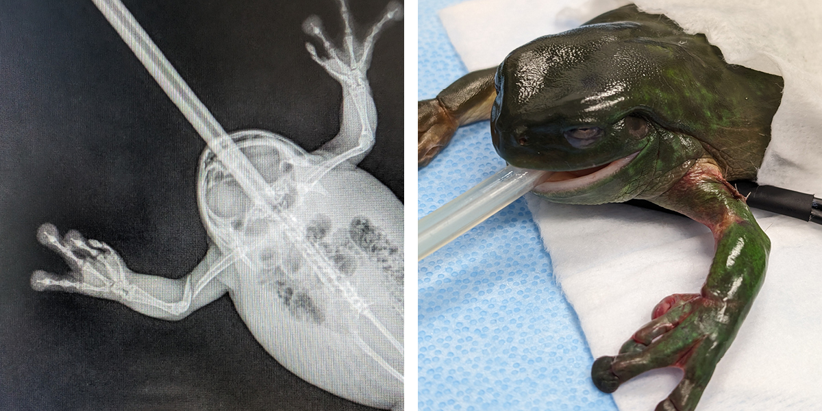 Fig The Frog Hops Home Blog Wildlife Conservation Rspca Queensland